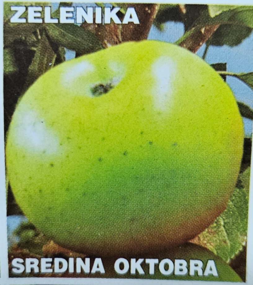 Stare sorte Jabuke Zelenika - eRasadnik Antić