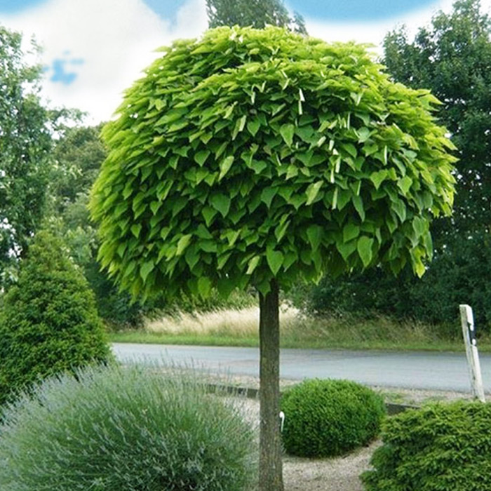 Sadnice Loptaste Katalpe - eRasadnik Antić