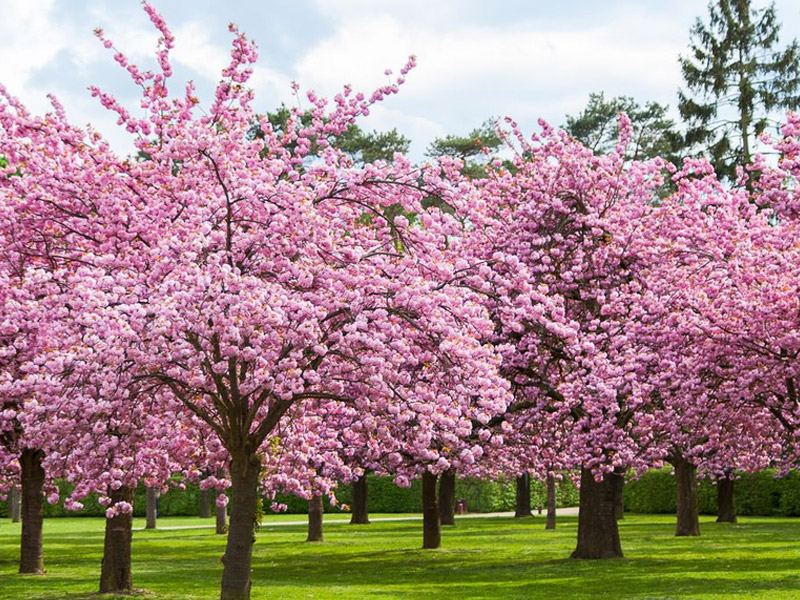 Japanska trešnja loptasta - eRasadnik Antić