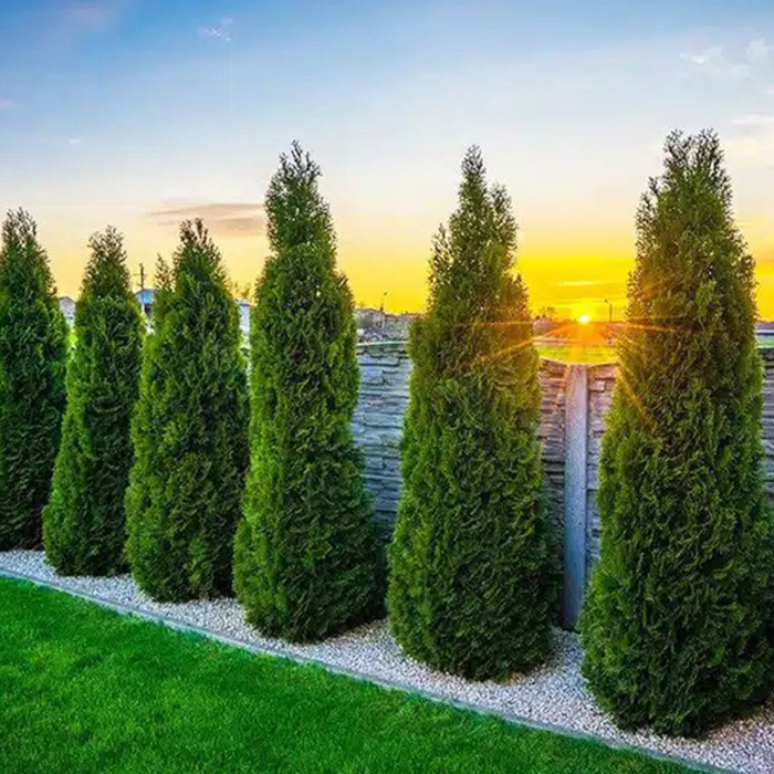 Smaragd tuja 1.5m - eRasadnik Antić