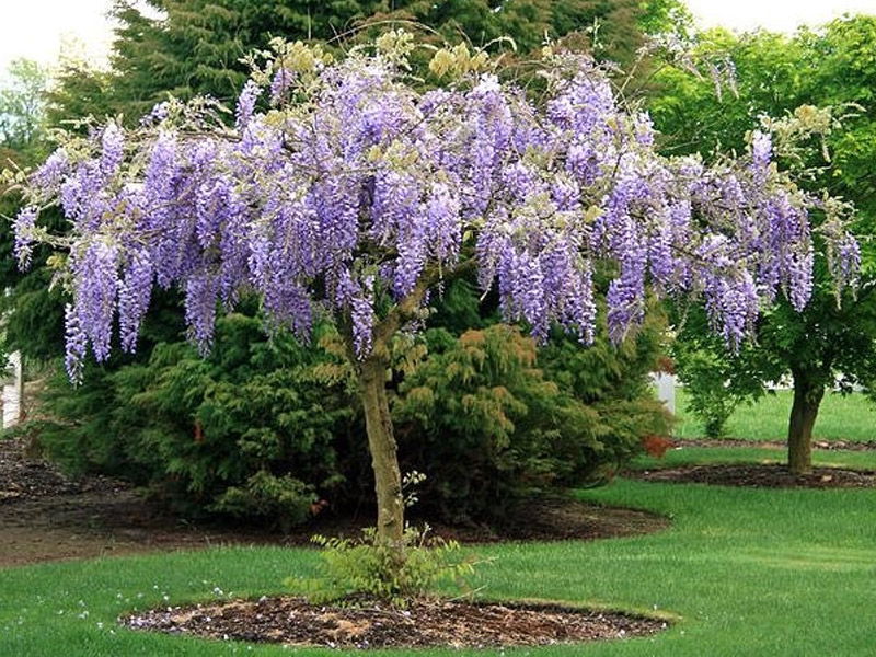 Visterija (Plava kiša) - eRasadnik Antić